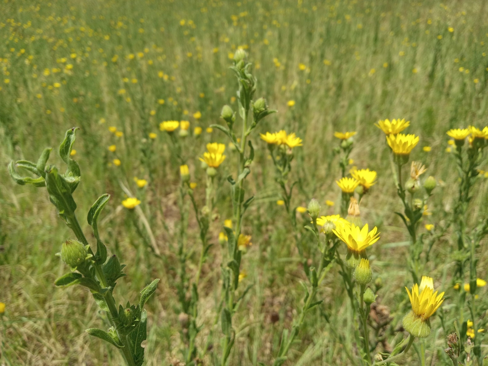 Golden-aster Seeds, Wildflower Seeds, 100-200 Seeds, 1 TBSP Seeds ...