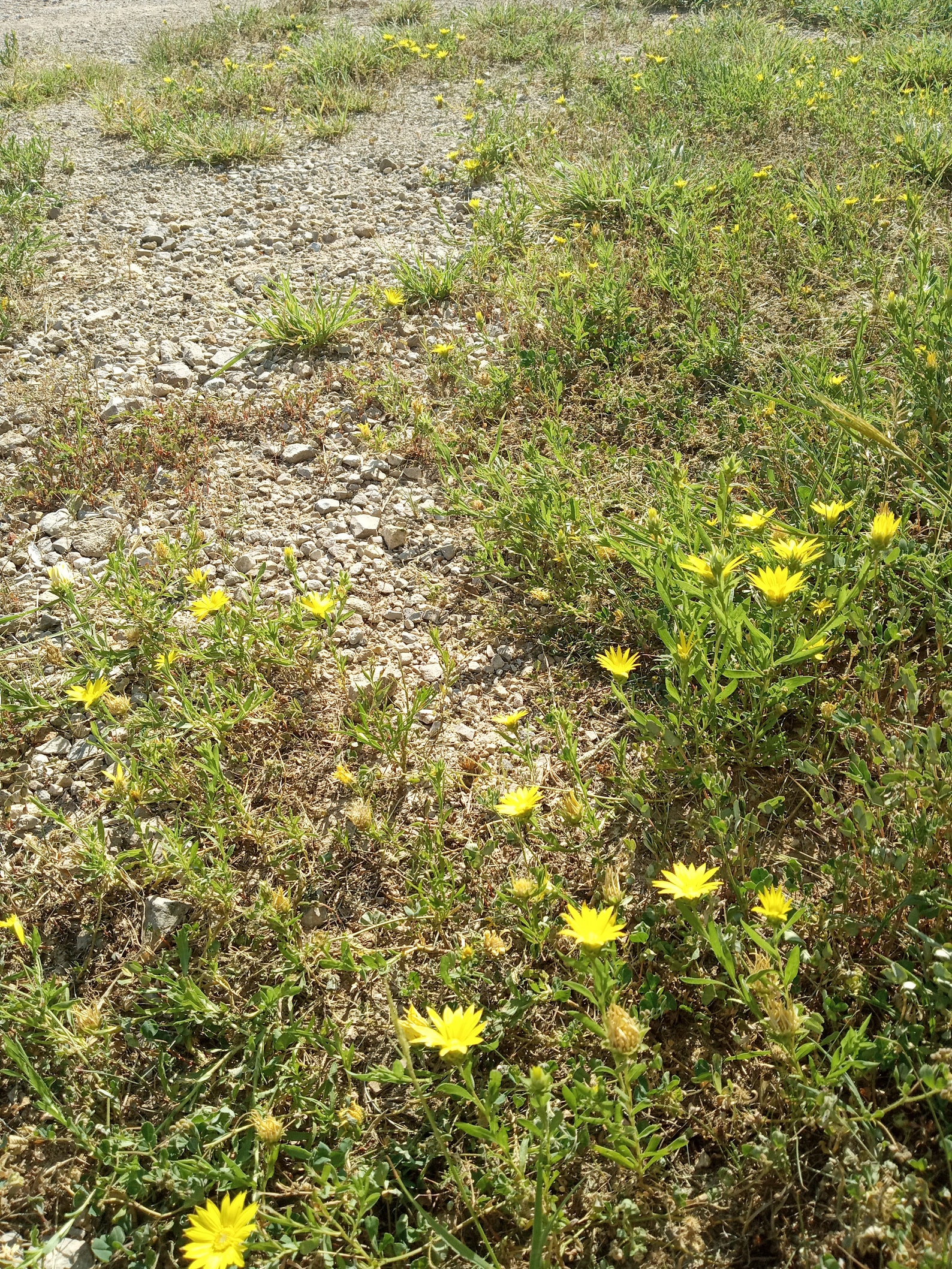Sleepy Daisy Wildflower Seeds, Star of Texas, Texas Sleepy Daisy ...