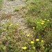 Sleepy Daisy Wildflower Seeds, Star of Texas, Texas Sleepy Daisy ...