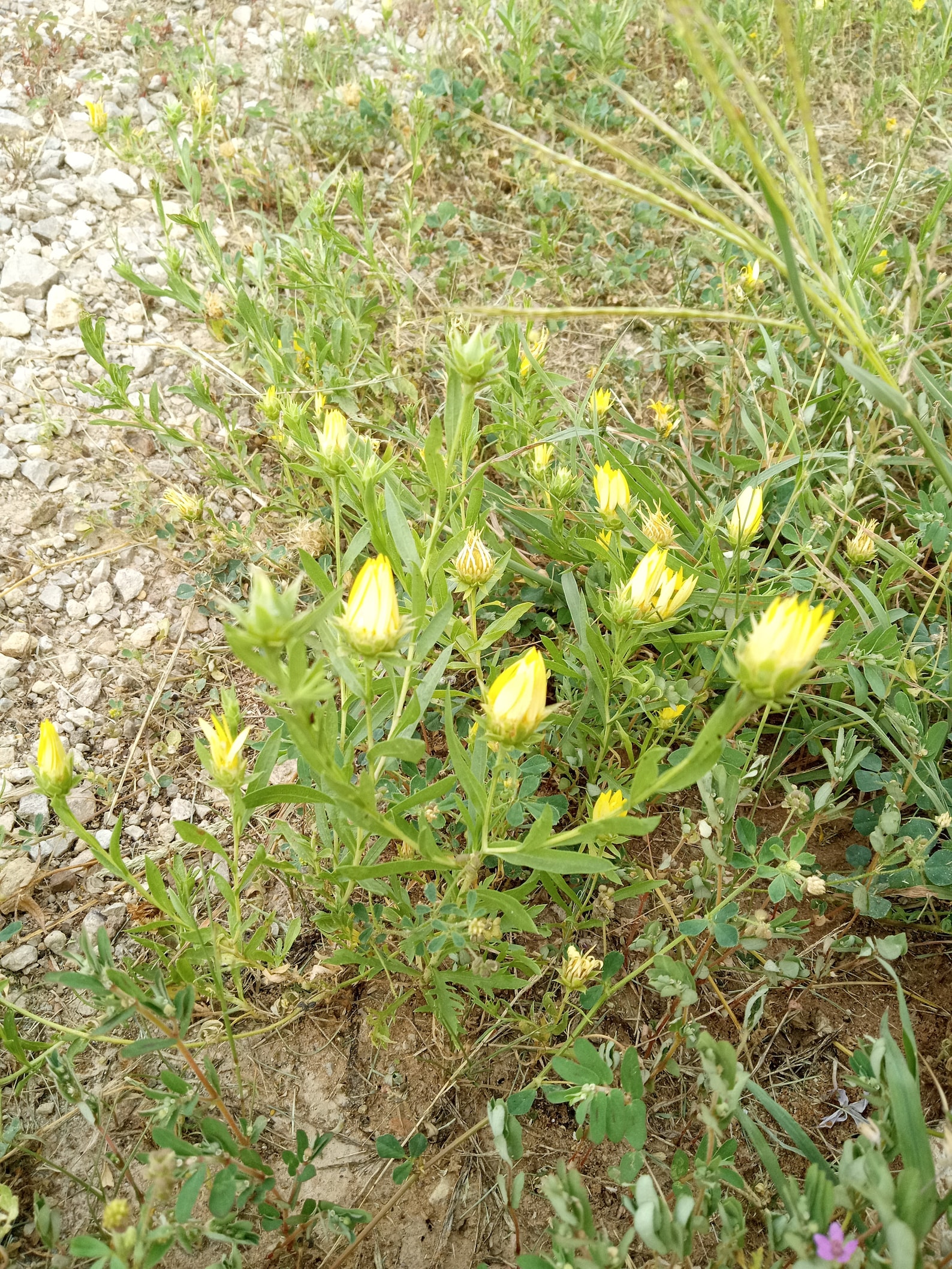 Sleepy Daisy Wildflower Seeds, Star of Texas, Texas Sleepy Daisy ...