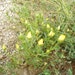 Sleepy Daisy Wildflower Seeds, Star of Texas, Texas Sleepy Daisy ...