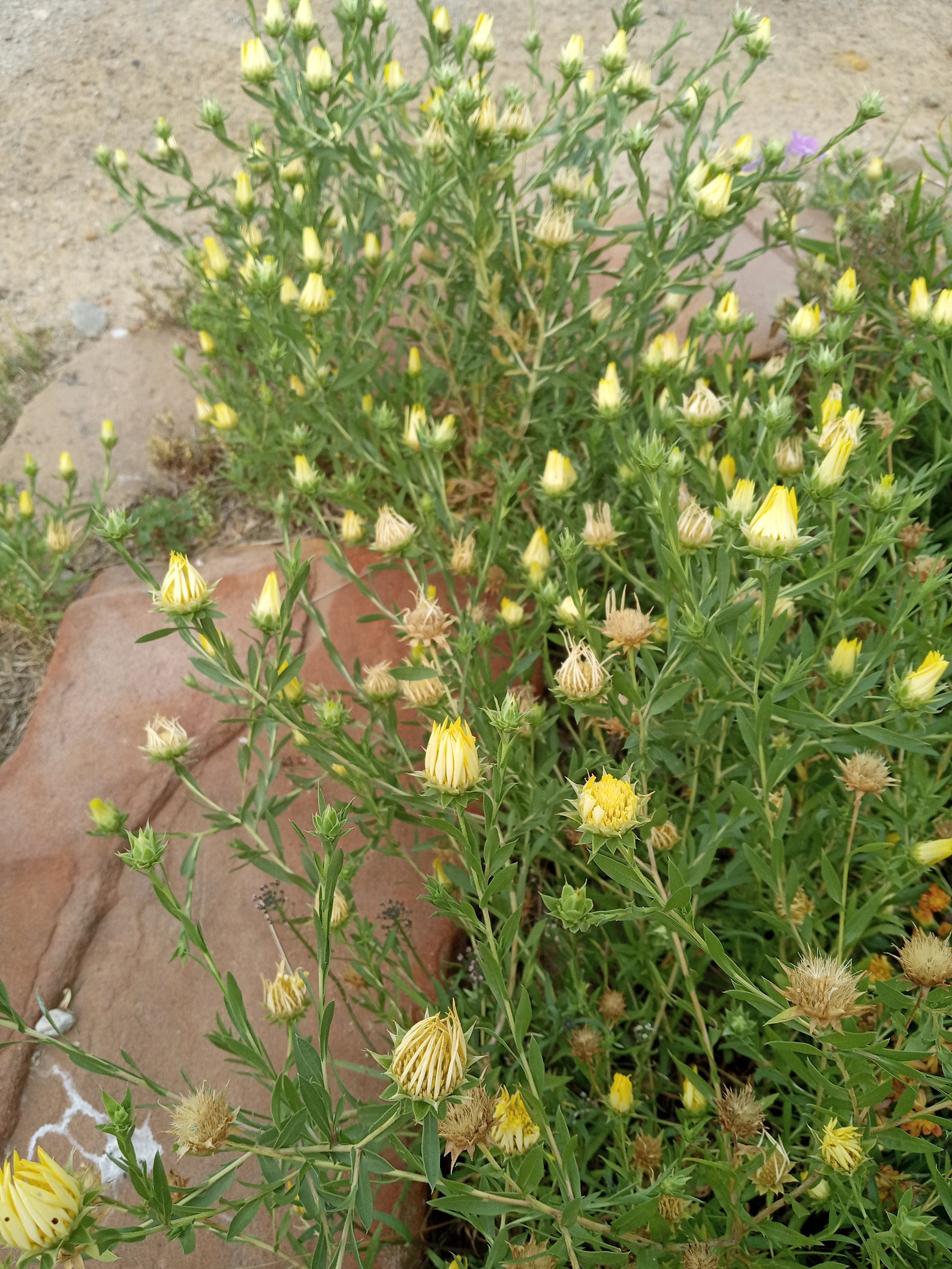 Sleepy Daisy Wildflower Seeds, Star of Texas, Texas Sleepy Daisy ...