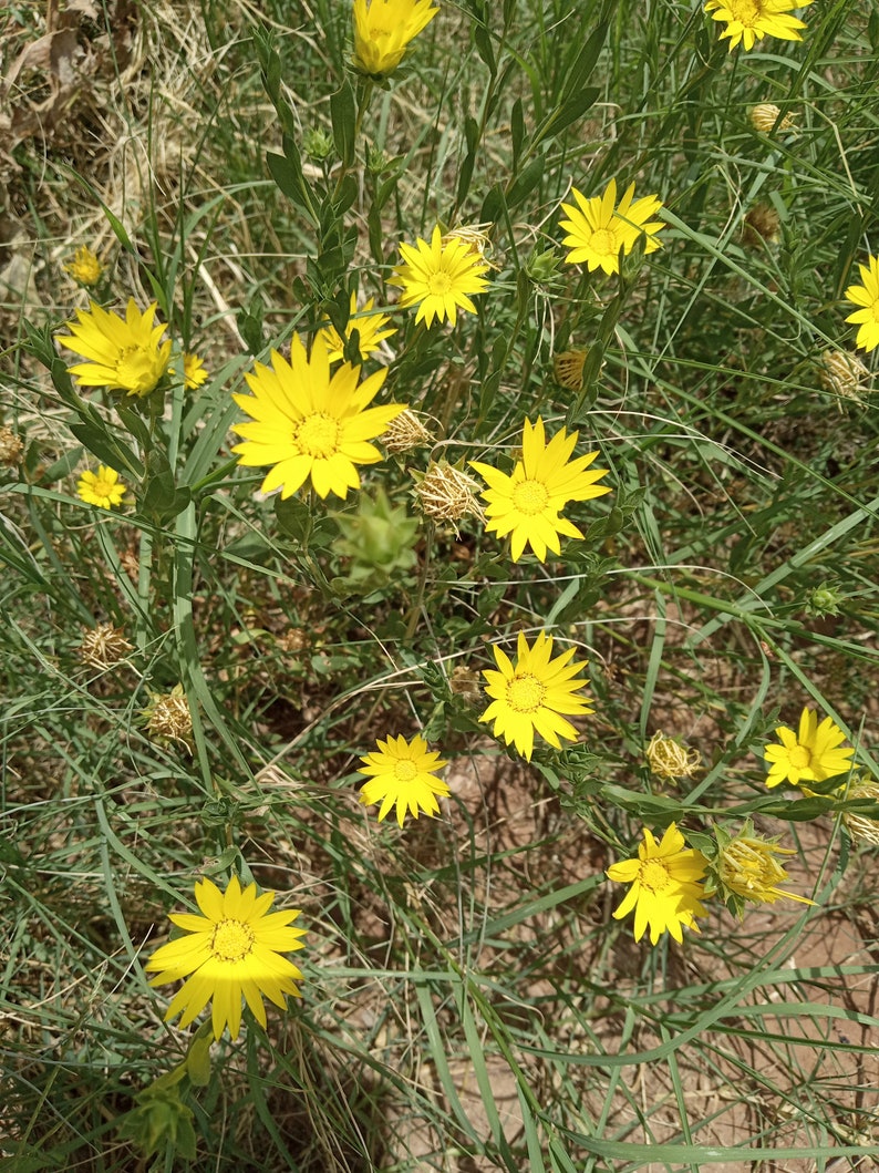 Sleepy Daisy Wildflower Seeds, Star of Texas, Texas Sleepy Daisy ...