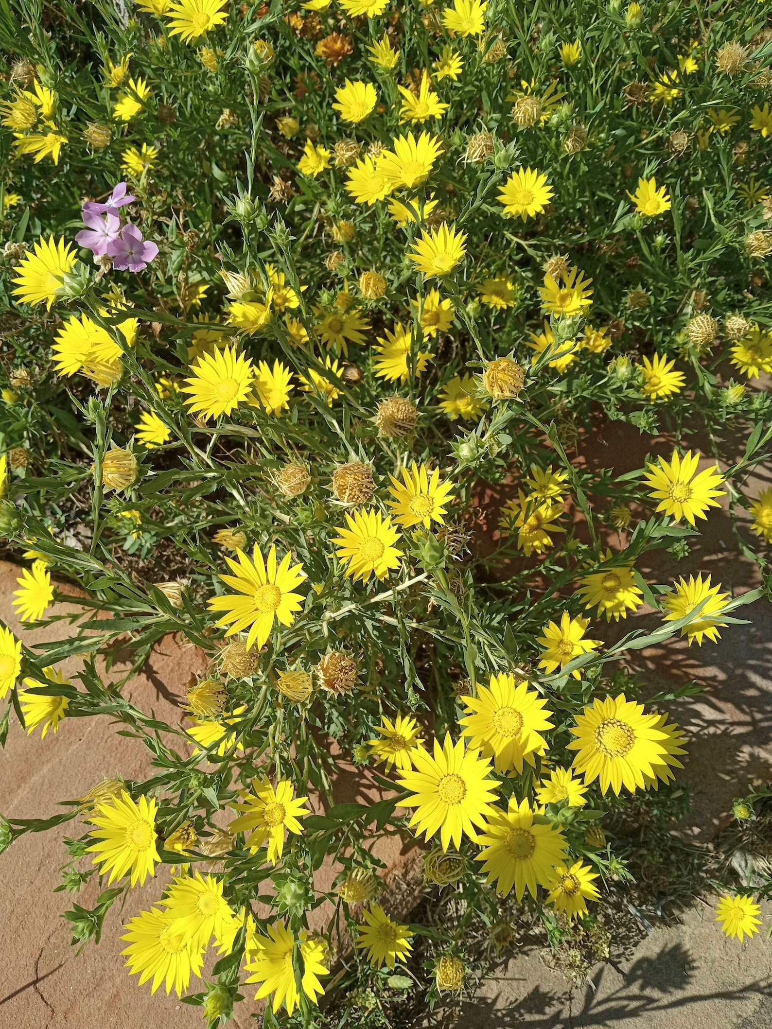 Sleepy Daisy Wildflower Seeds, Star of Texas, Texas Sleepy Daisy ...