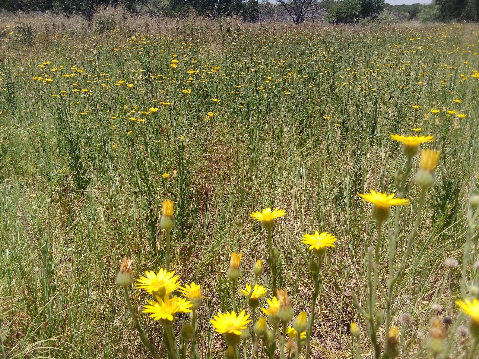Golden-aster Seeds, Wildflower Seeds, 100-200 Seeds, 1 TBSP Seeds ...