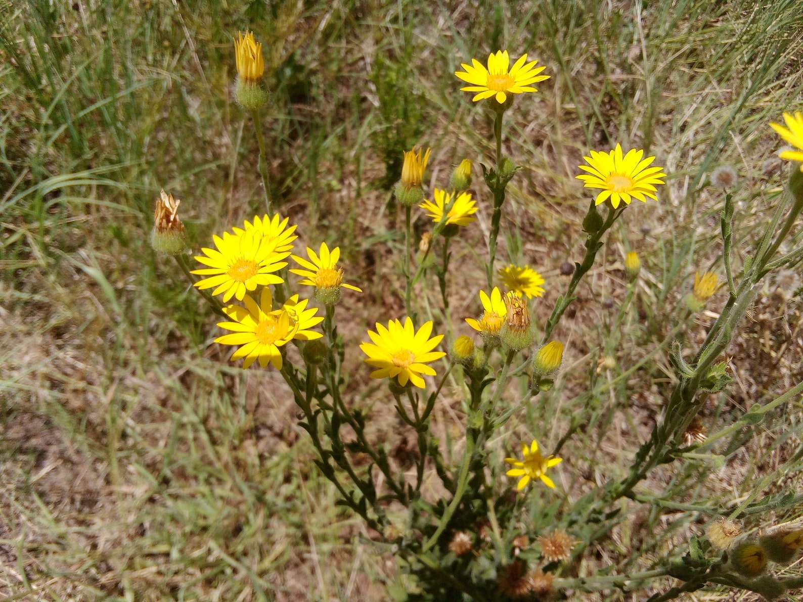 Golden-aster Seeds, Wildflower Seeds, 100-200 Seeds, 1 TBSP Seeds ...