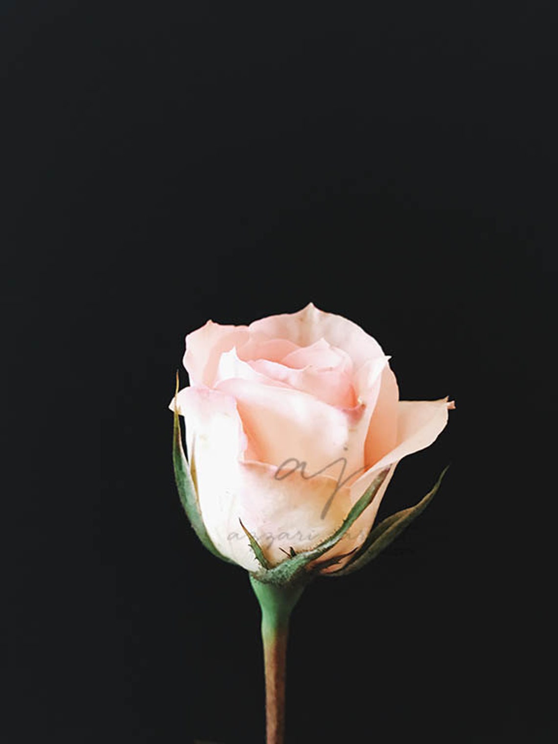 Minimalist Soft Pink Rose INSTANT DOWNLOAD Print, Minimalist, Pink Wall ...