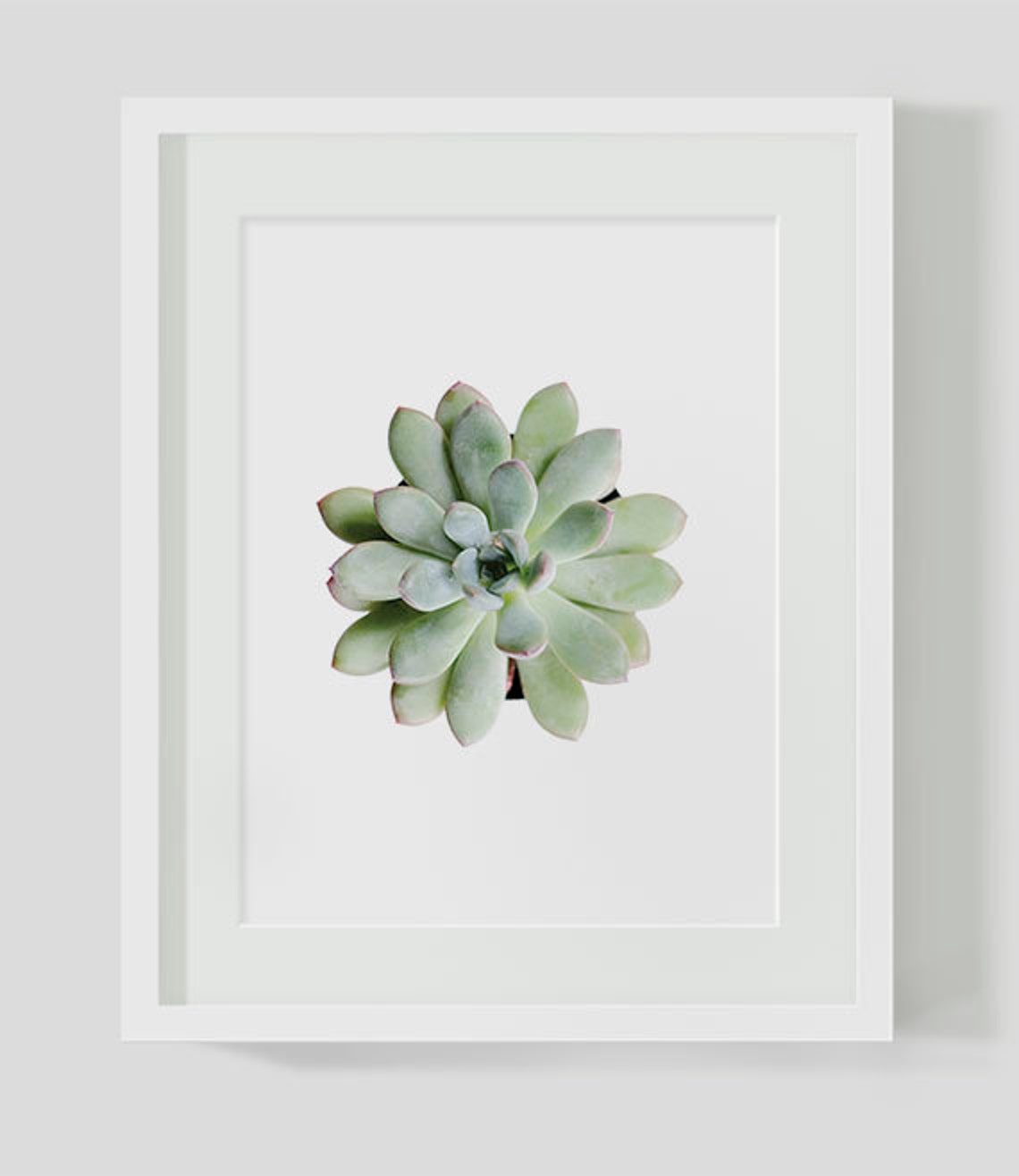 Succulent Art, Printable Succulent, Plant Photography, Succulent Poster ...