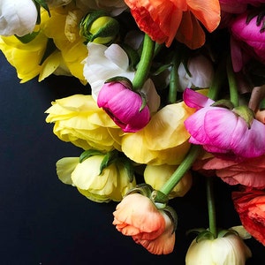 Colorful Ranunculus Print, Flower Print, Colorful Wall Art Printable ...