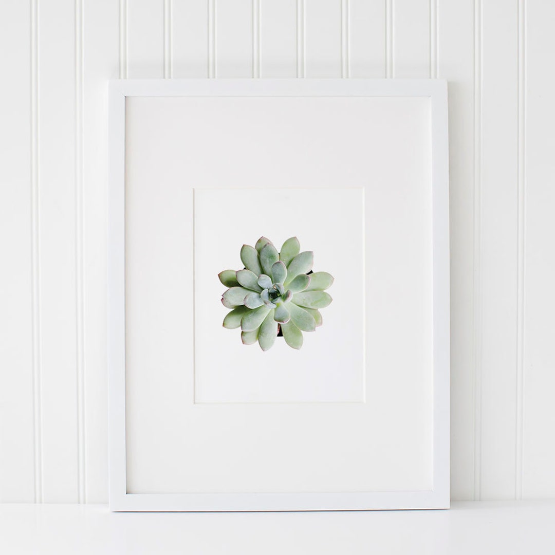 Succulent Art, Printable Succulent, Plant Photography, Succulent Poster ...