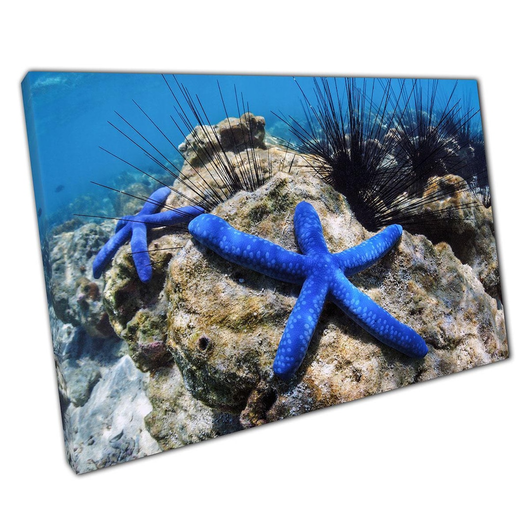 Vibrant Blue Starfish and Spiked Sea Urchins Canvas Print: Coastal ...