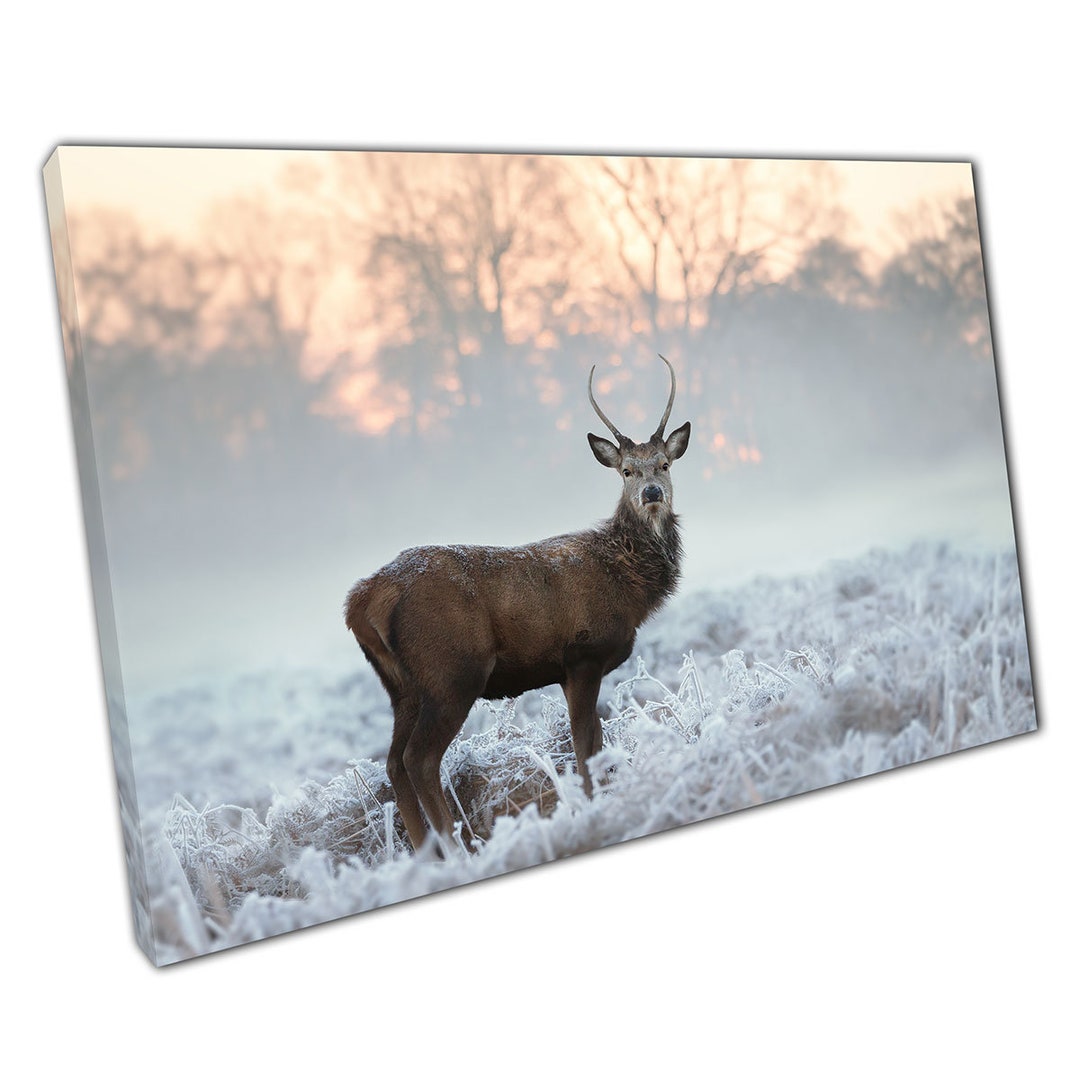 Young Red Deer Stag Buck Standing in Frosted Grass Forest on A Cold ...