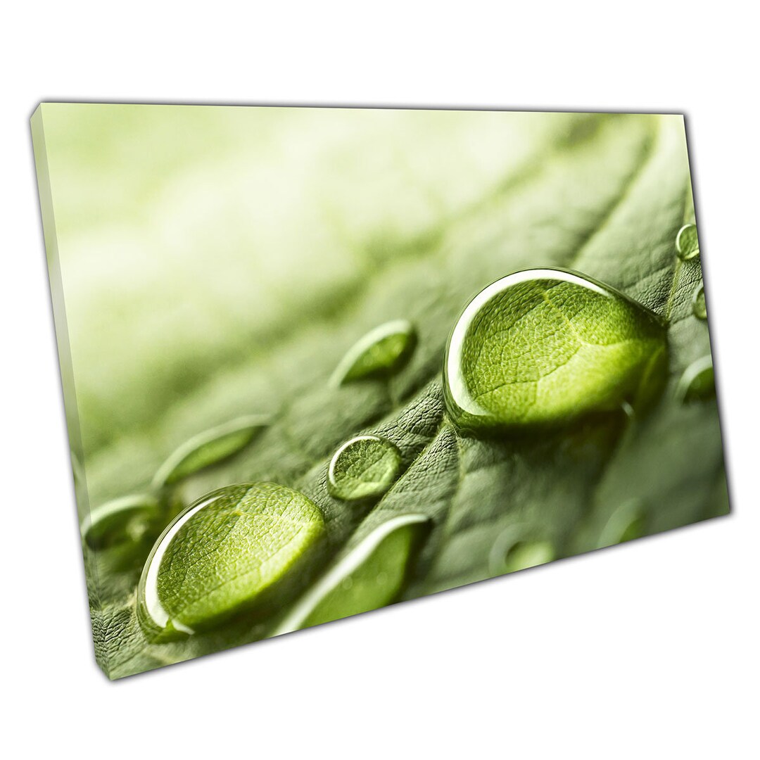 Macro Nature Photography Tiny Dew Droplets on Fresh Green Leaf Canvas ...