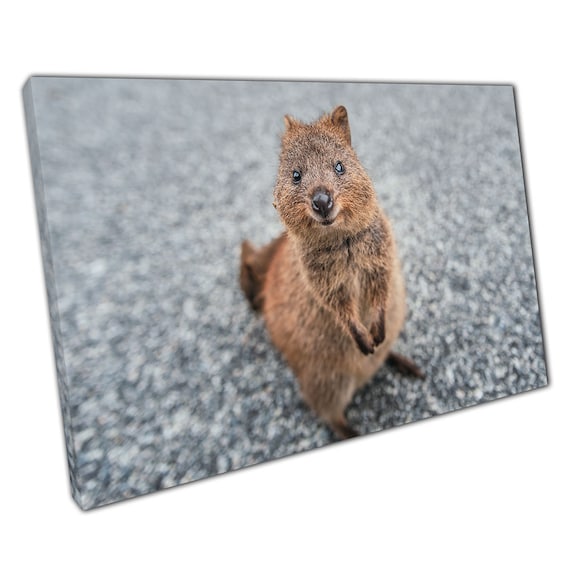 Smiling Australian Animal