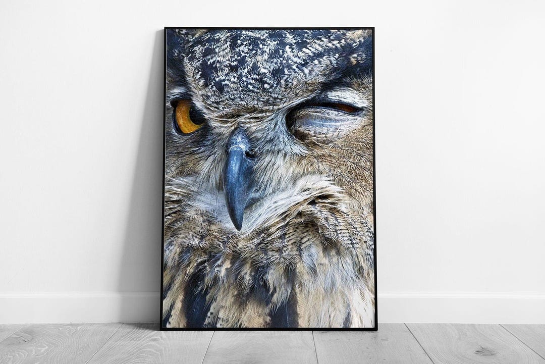 Cheeky Owl Winking Wall Art Print Funny Wildlife Photography Framed ...