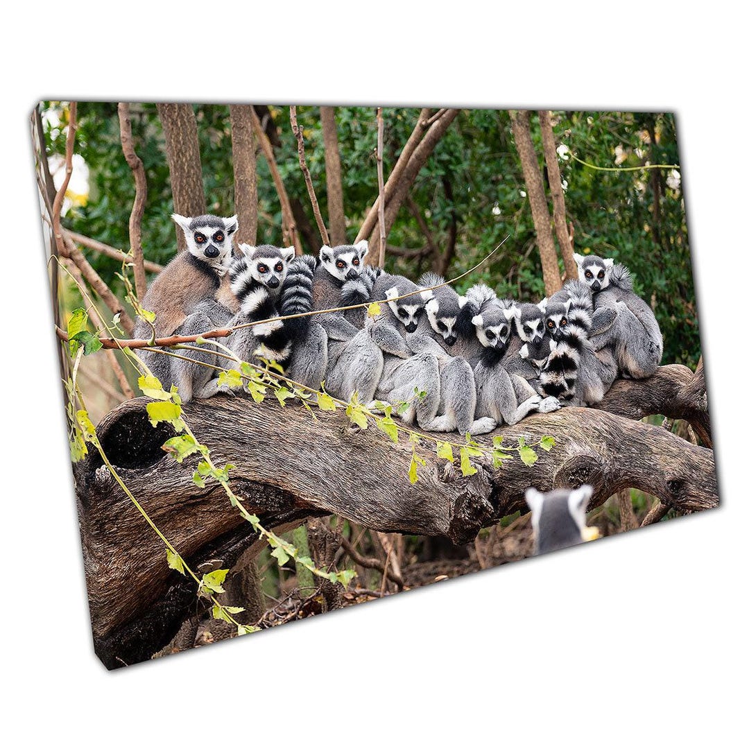 Cute Ring-tailed Lemurs Hugging on Tree Branch Wall Art Canvas Print ...