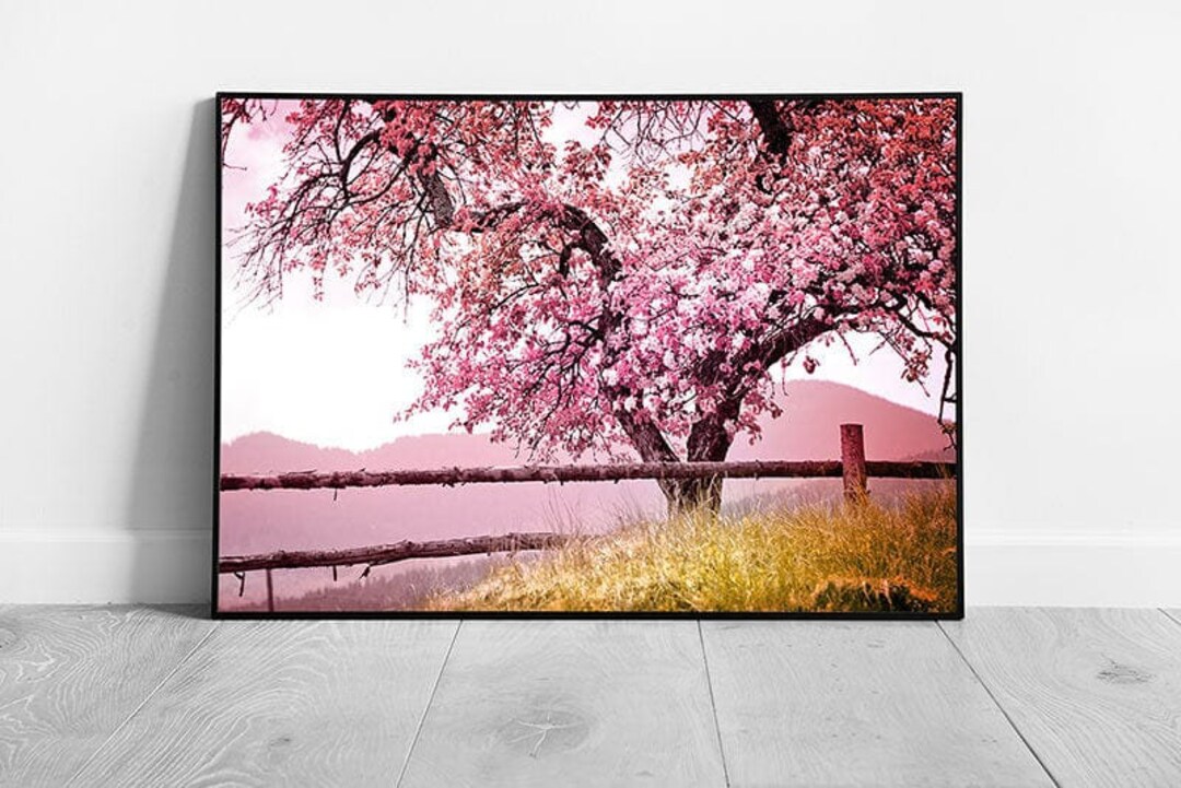 Large Blossom Tree Standing Tall Blooming Pink Spring Blossoms Nature ...