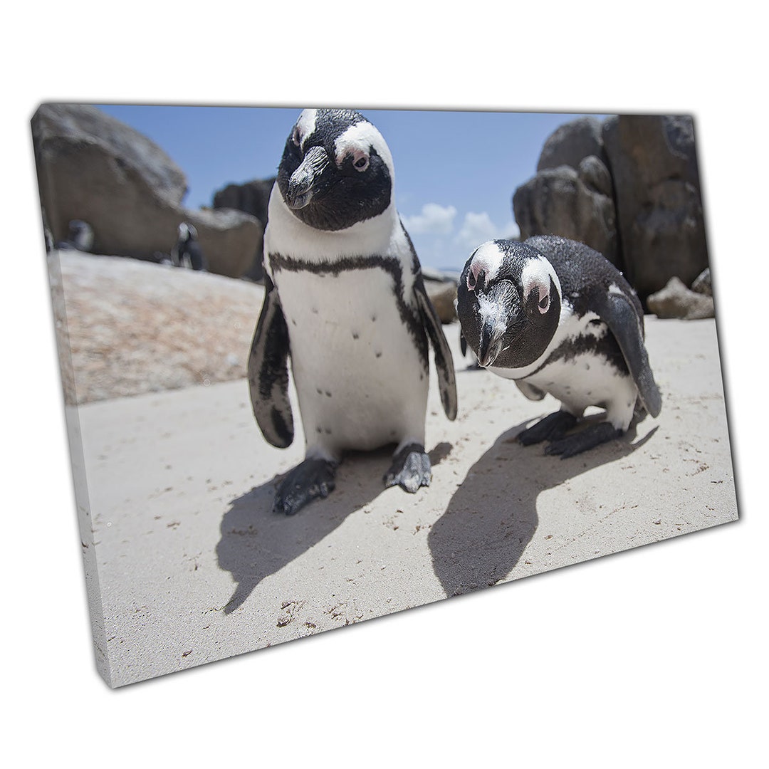 African Penguins Camera Curiosity Canvas Wall Art for Home Office Decor ...