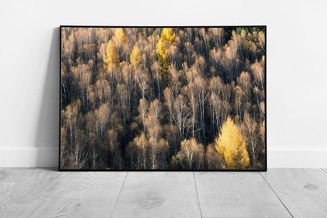 Woodland Birds-eye View Wall Art Print Framed Nature Decor Ready to ...