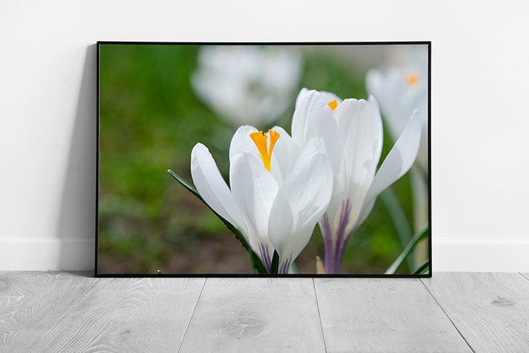 White Crocus Flowers Macro Wall Art Print - Framed Spring Home Decor ...