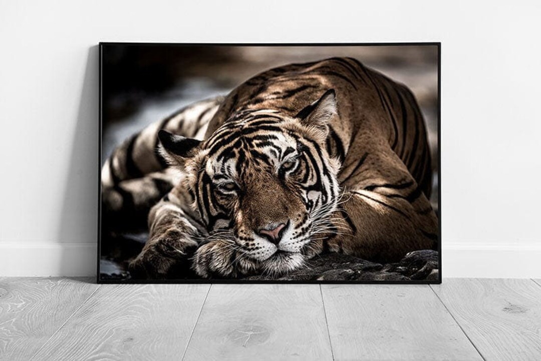 Male Bengal Tiger Resting in Tiger Reserve National Park Wall Art Print ...