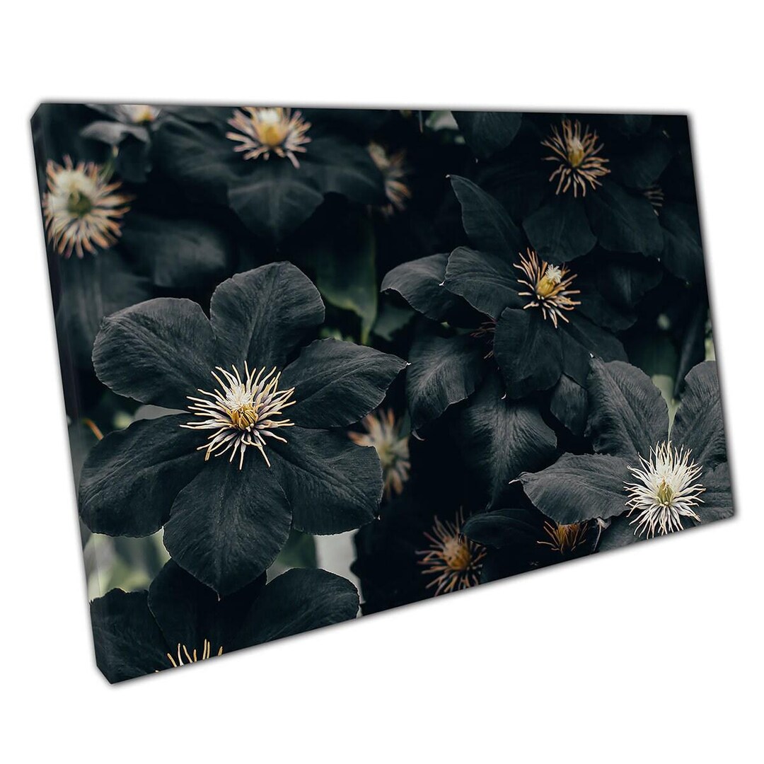 Elegant Black Clematis Floral Canvas Print: Botanical Wall Decor for ...