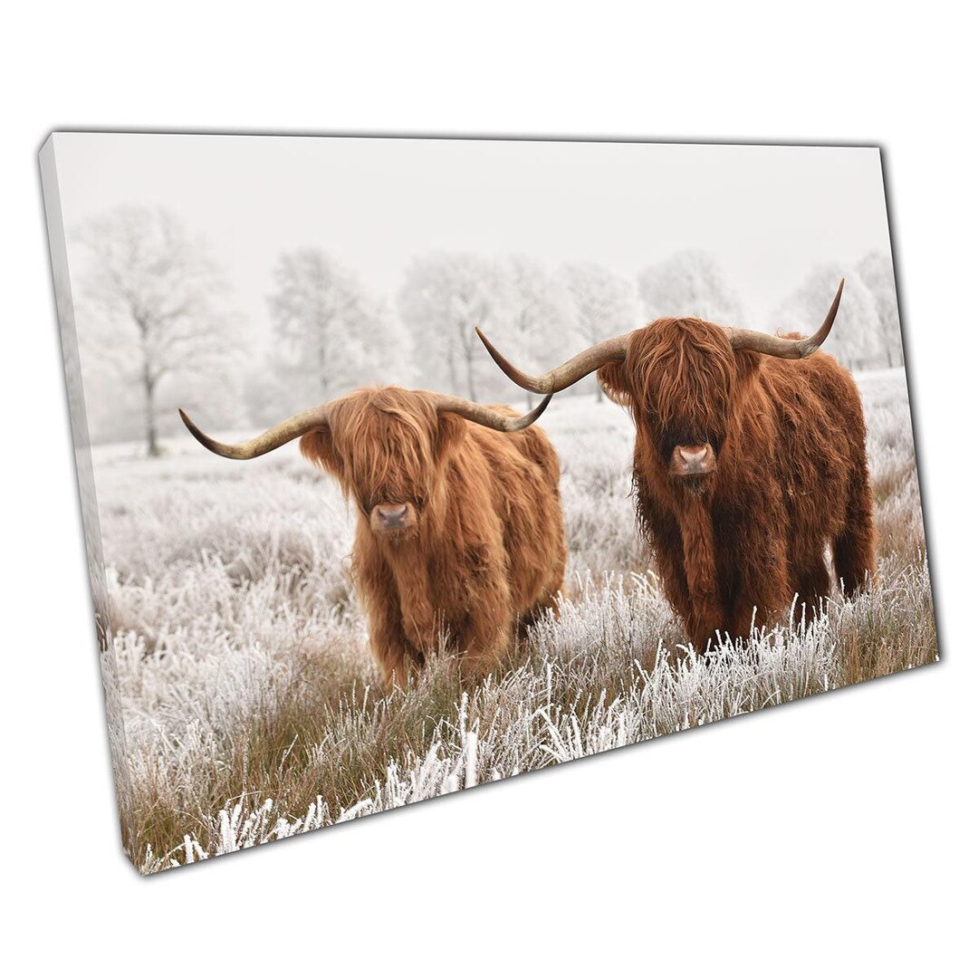 Scottish Highland Cows Wall Art Print National Park Drenthe Winter ...