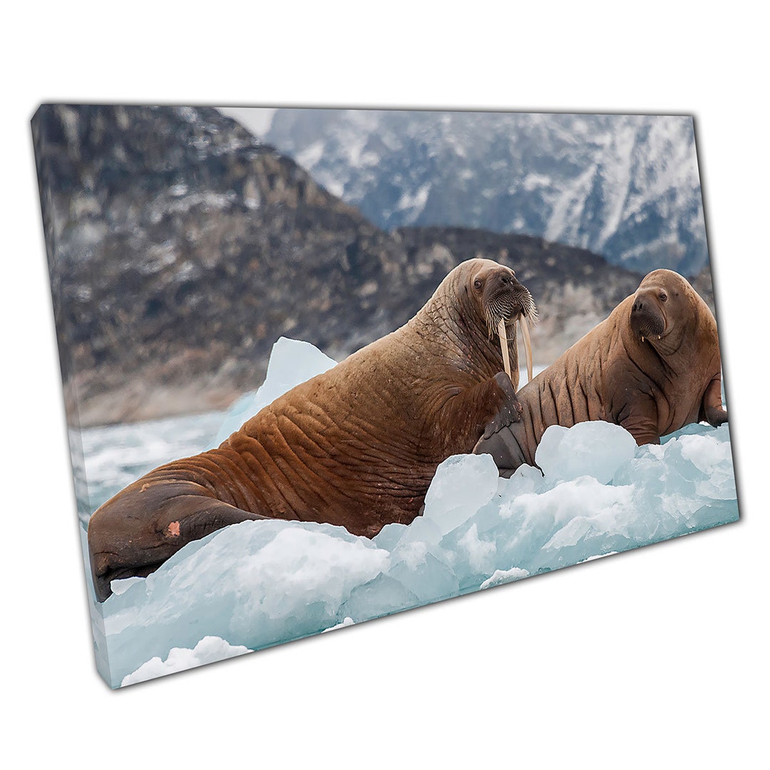 Large Mother Walrus With Her Walrus Pup on Ice in A Fjord Eastern ...