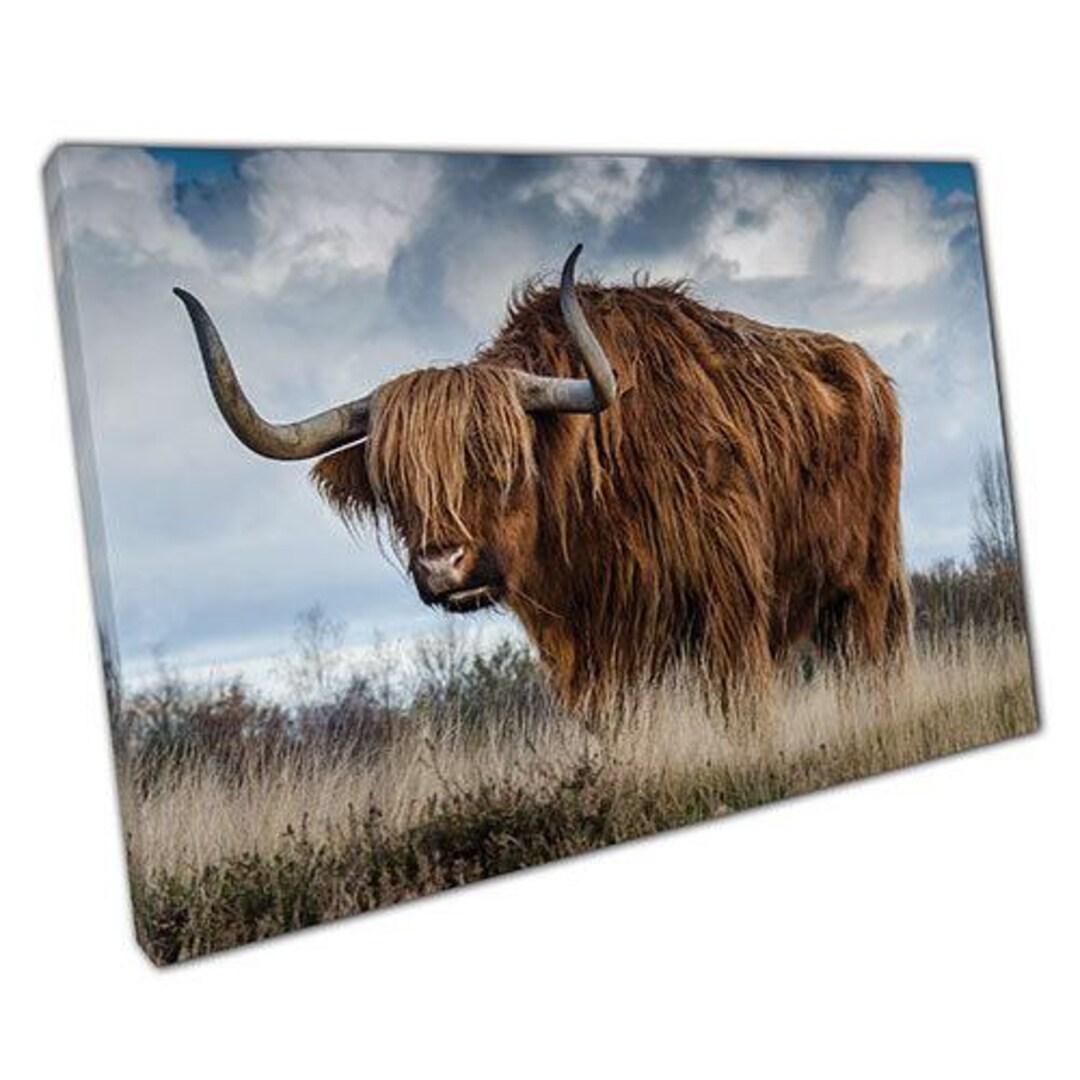 Highland Cow Canvas Print Ready to Hang Wall Art for Home Office Decor ...