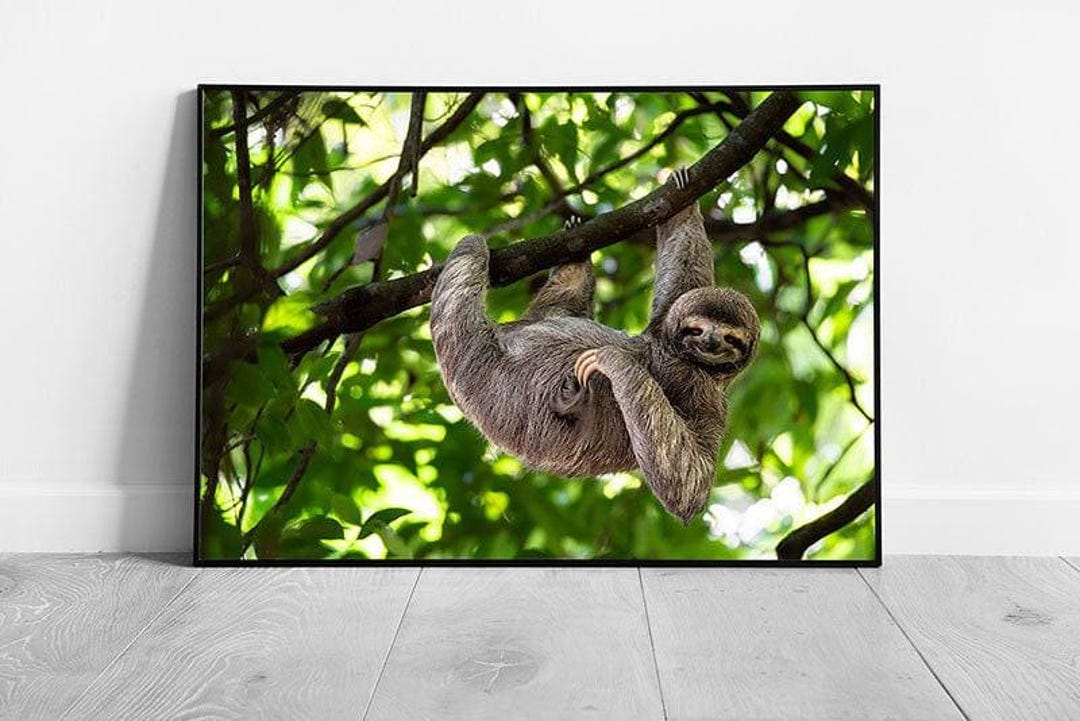 Curious Sloth Wall Art Print Funny Rainforest Decor Hanging From Tree ...