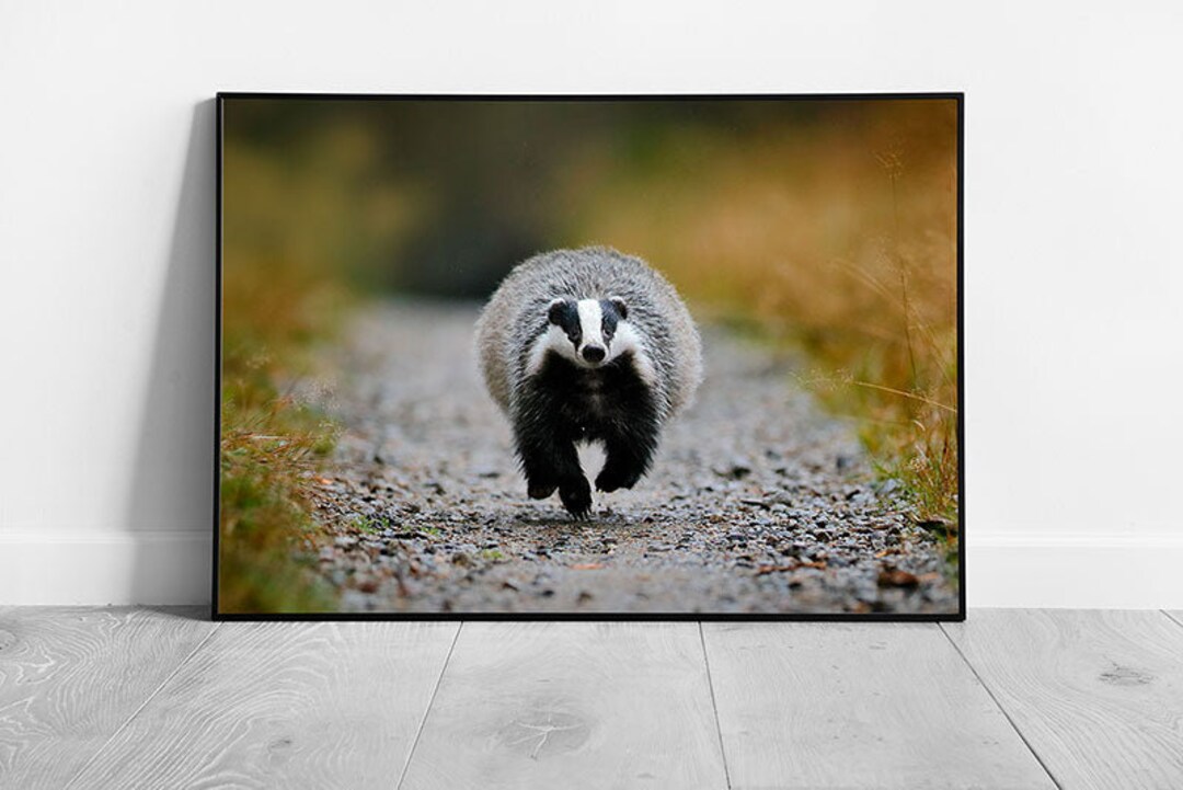 Wild Badger Running Wildlife Photography Wall Art Print Framed Picture ...