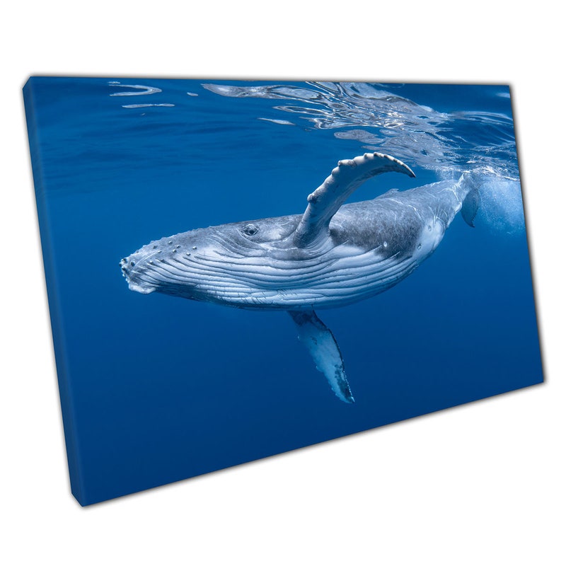 Whale Picture Frame - Etsy