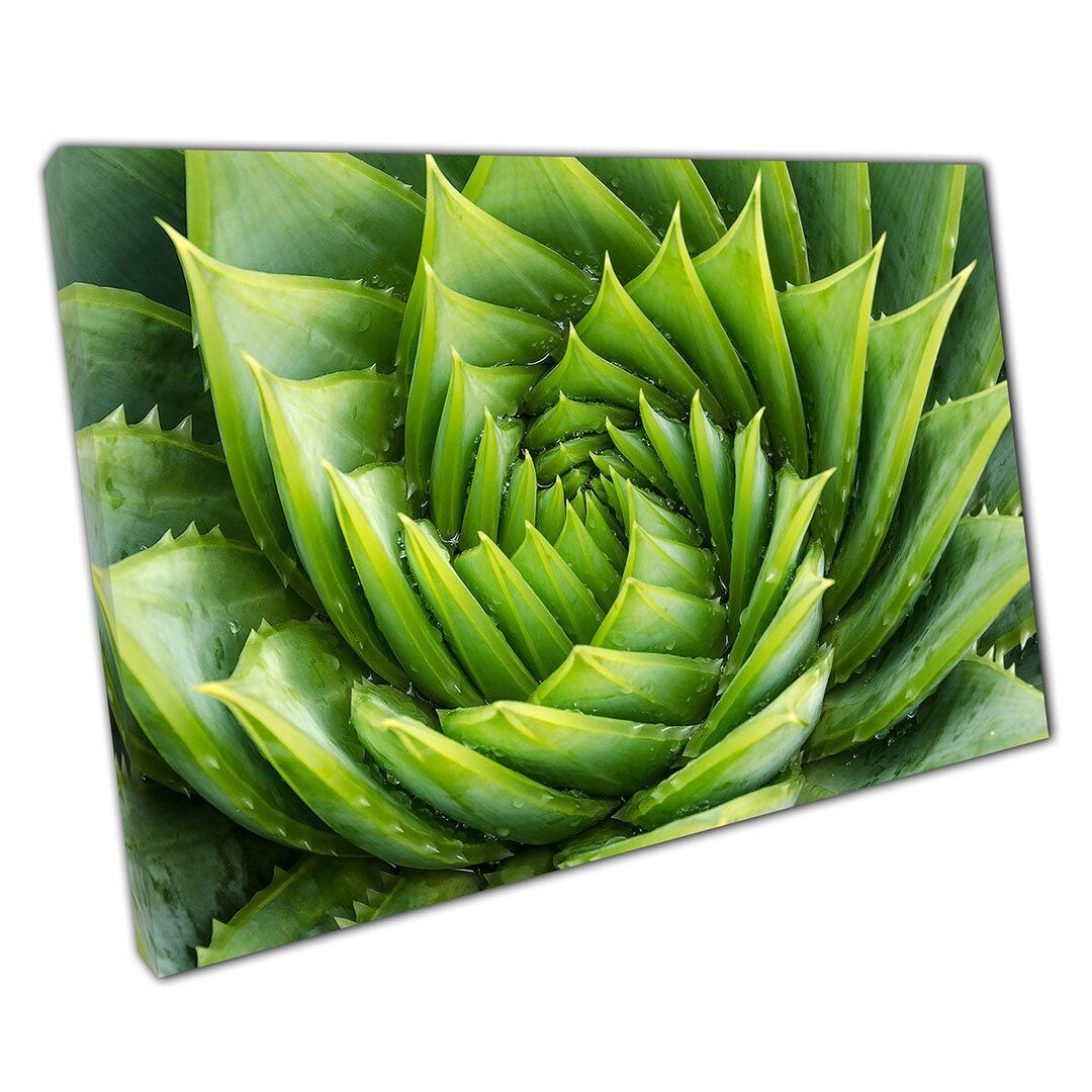 Spiral Aloe Vera Canvas Wall Art With Water Droplets Macro Close up for ...