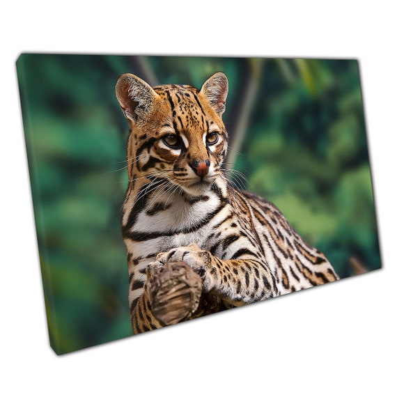 Ocelot House Cat Price