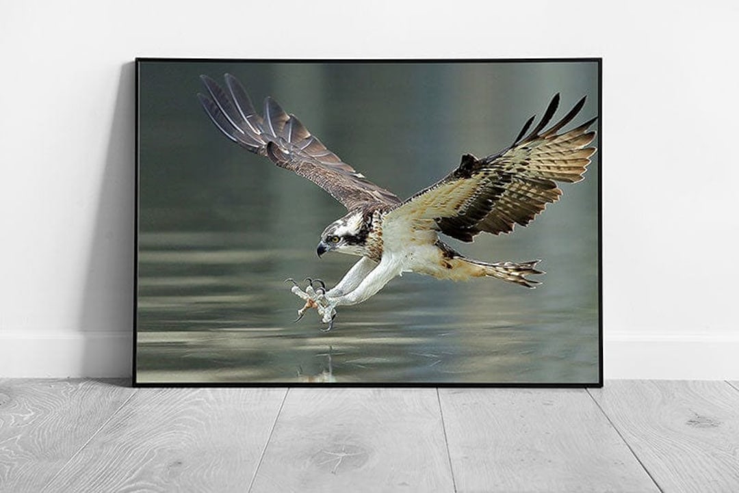 Osprey Hawk Lunging to Catch Fish in the Water Amazing Wild Bird of ...