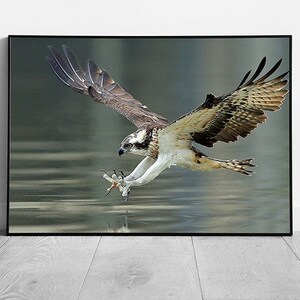 Osprey Hawk Lunging to Catch Fish in the Water Amazing Wild Bird of ...
