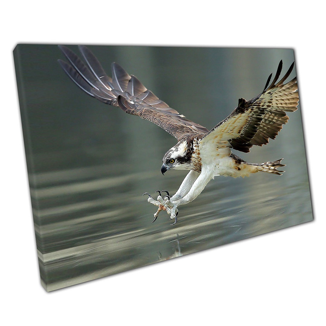 Osprey Hawk Lunging to Catch Fish in the Water Amazing Wild Bird of ...