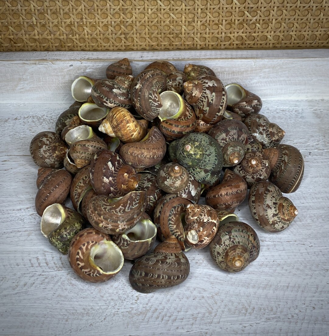 Turbo Petholatus 1kg - Etsy