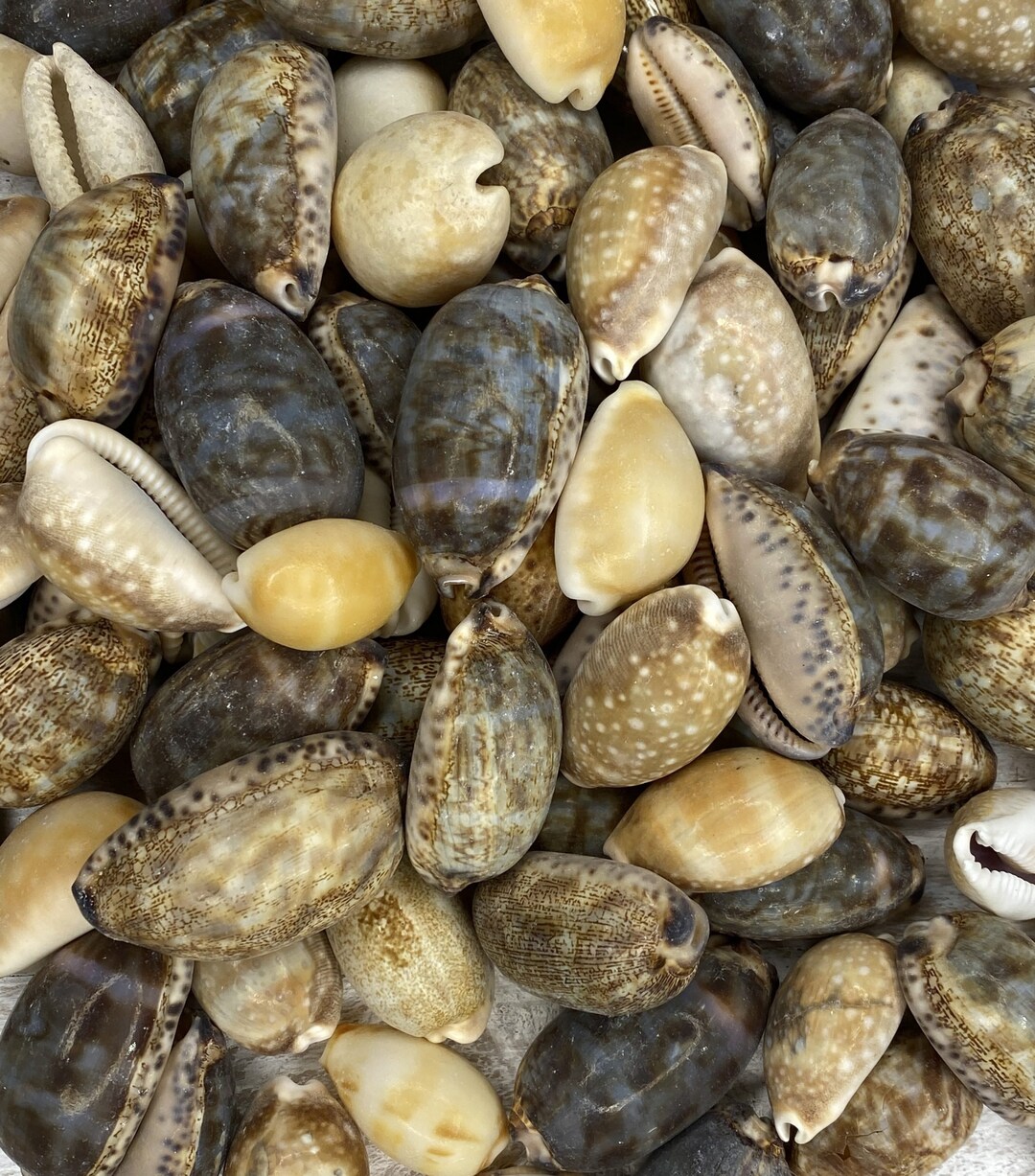 Cypraea Mix 1kg - Etsy
