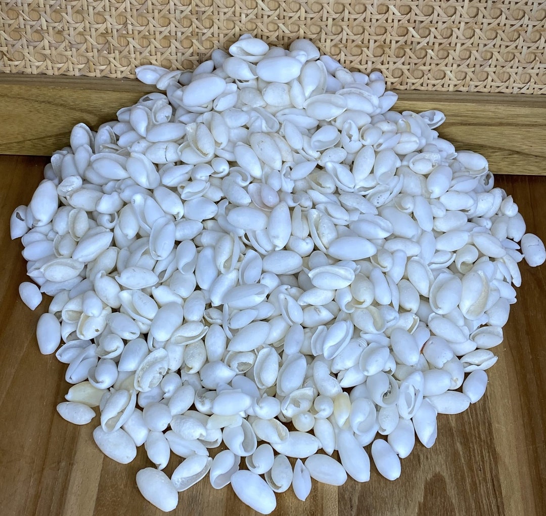 White Bubble Shells - Etsy