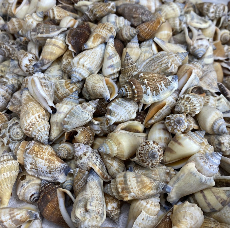 Strombus Urceus (bear Conch) 1kg - Etsy