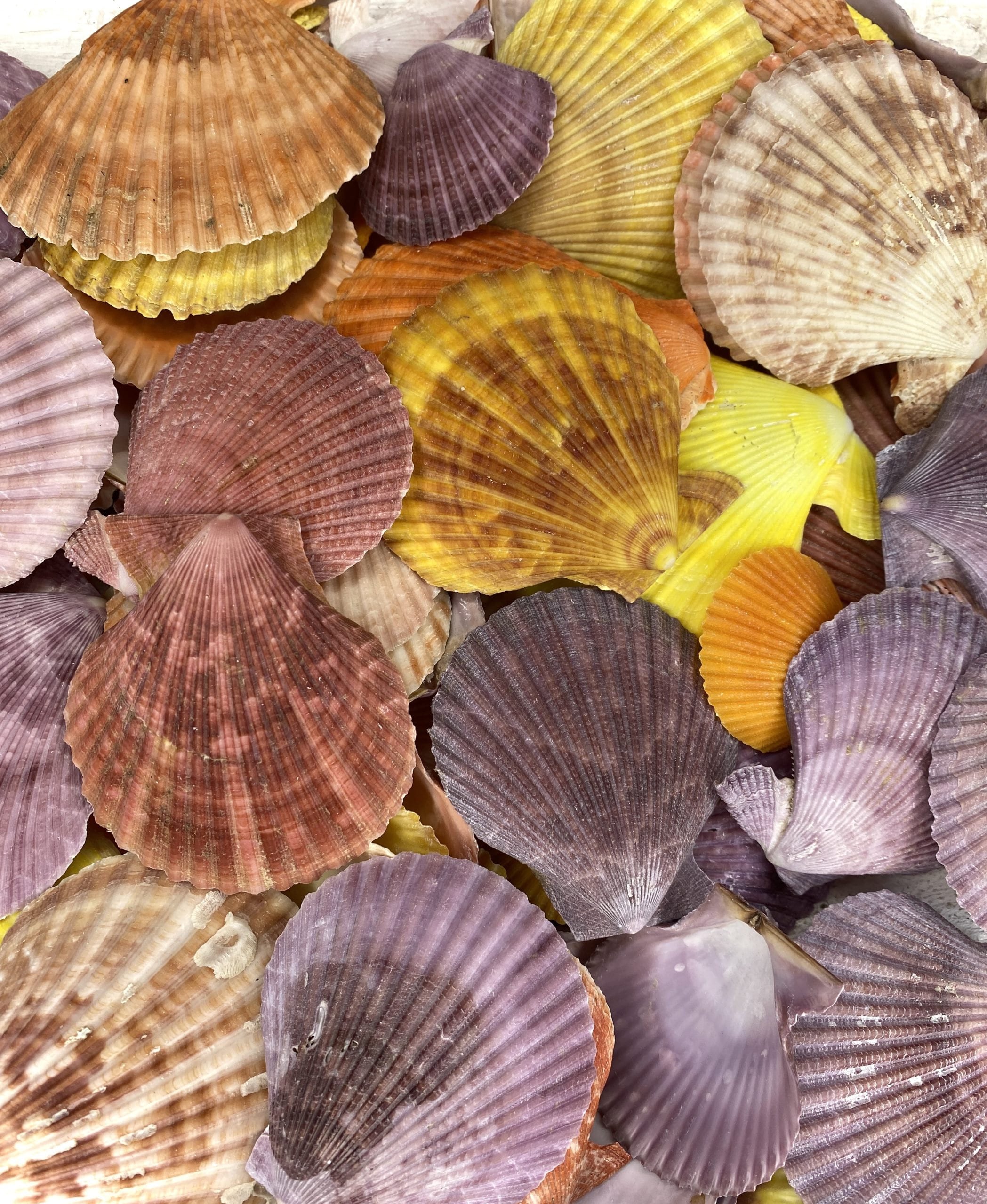 Pecten Nobilis 1kg - Etsy