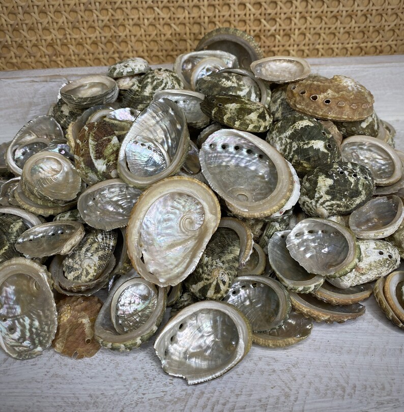 Oval Abalone (haliotis Ovina) 1kg - Etsy