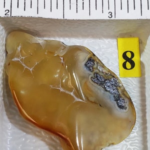 FL State Stone Rare Free Form Agatized Fossilized Coral Specimen From ...