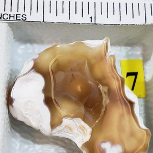 FL State Stone Rare Free Form Agatized Fossilized Coral Specimen From ...