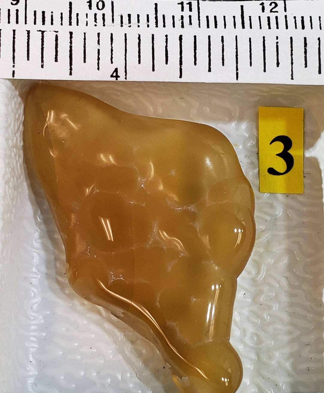 FL State Stone Rare Free Form Agatized Fossilized Coral Specimen From ...