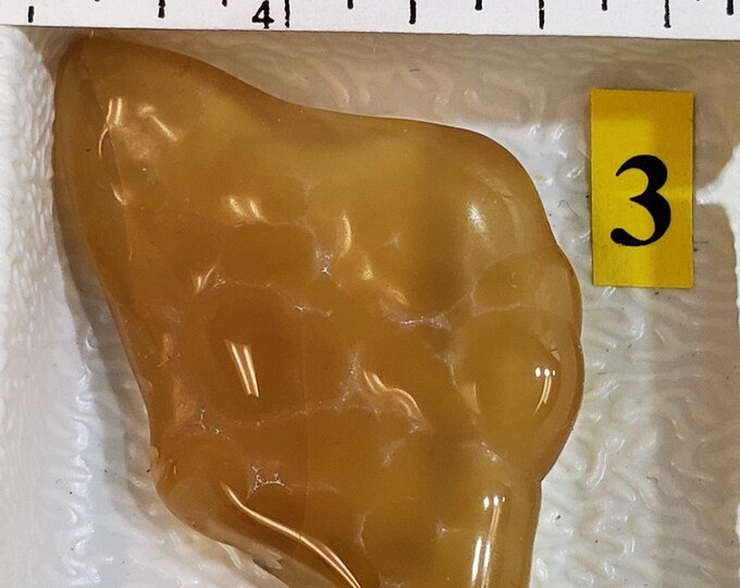 FL State Stone Rare Free Form Agatized Fossilized Coral Specimen From ...