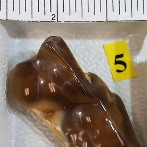 FL State Stone Rare Free Form Agatized Fossilized Coral Specimen From ...