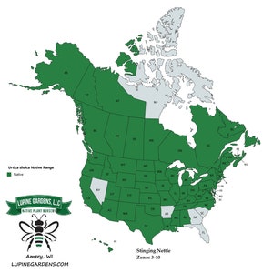 100 Stinging Nettle Seeds / Urtica Dioica **MEDICINAL** - Etsy