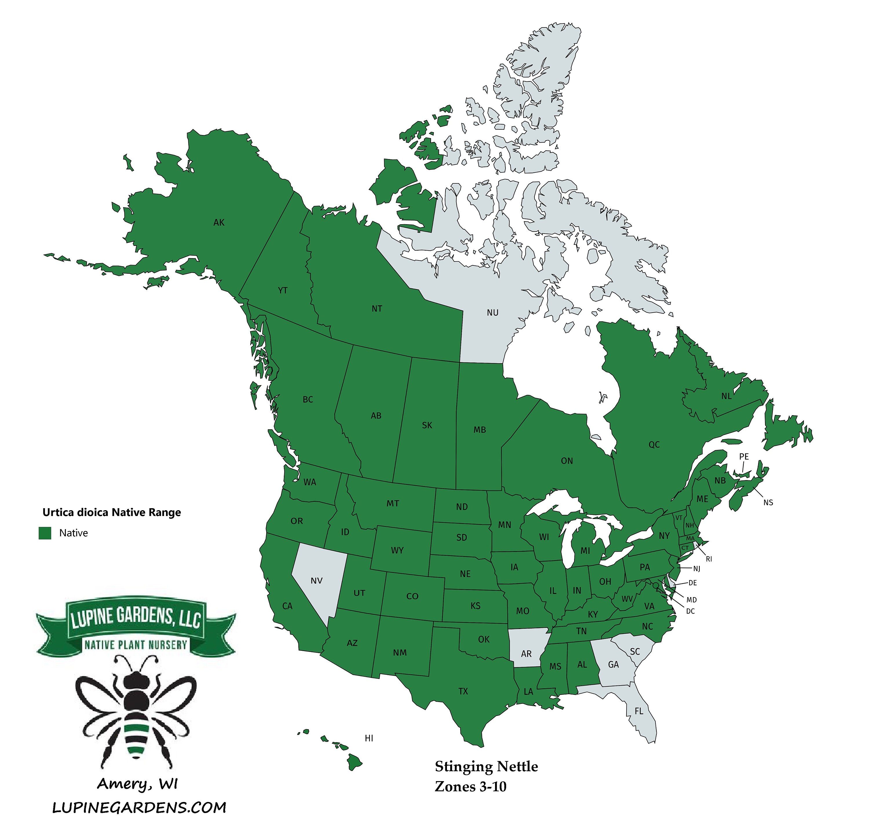 100 Stinging Nettle Seeds / Urtica Dioica MEDICINAL | Etsy